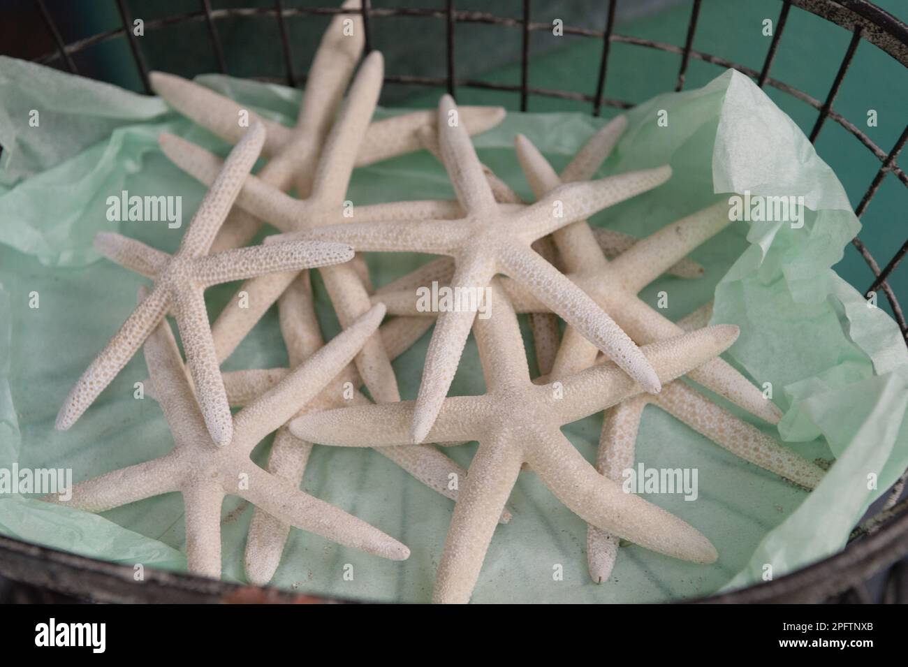 marine starfish. wildlife of marine starfish. photo of marine starfish ...