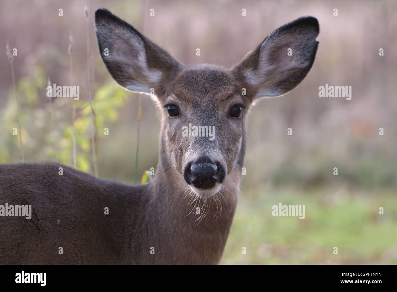 A portrait of a white-tailed deer doe facing forward Stock Photo - Alamy
