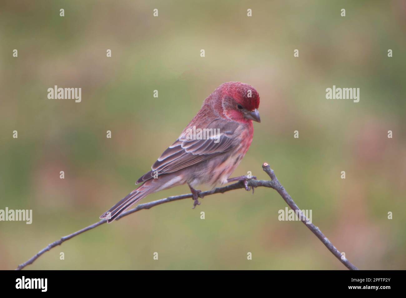 A bright red male house finch perches on a dried stem Stock Photo - Alamy