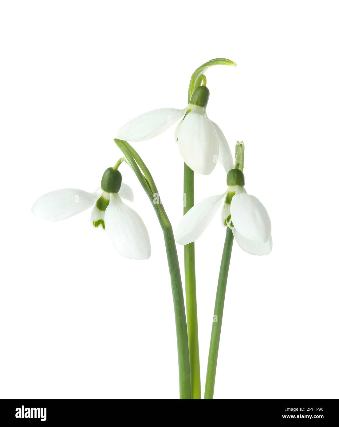 Beautiful snowdrops isolated on white background Stock Photo - Alamy