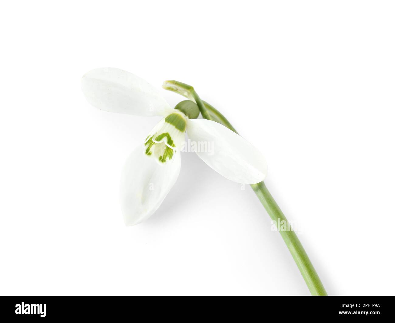 Beautiful snowdrop on white background Stock Photo - Alamy