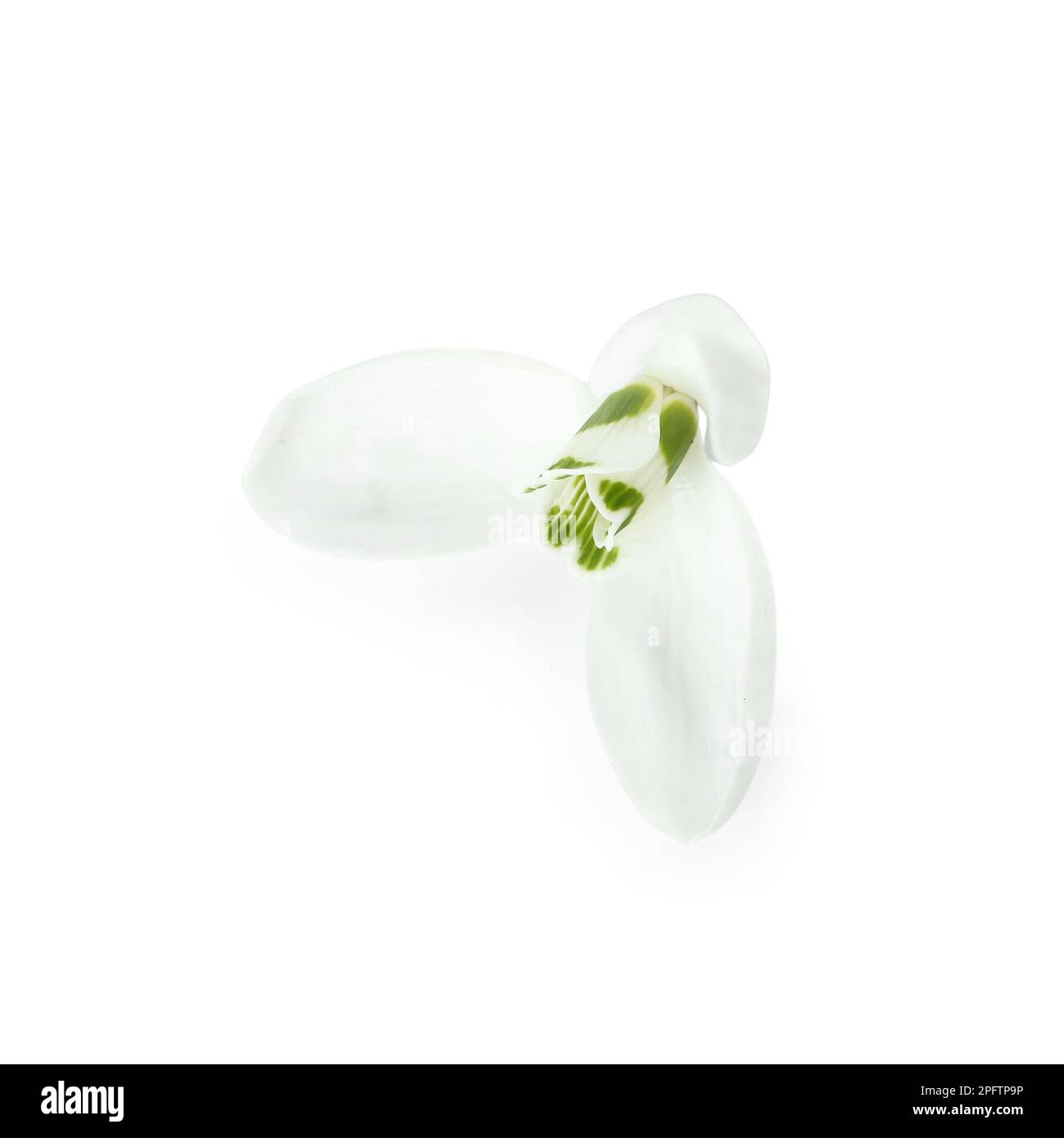 Beautiful snowdrop bud on white background Stock Photo - Alamy