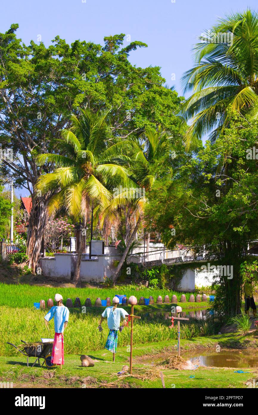 Malaysia, Langkawi, Laman Padi, rice plantation, museum Stock Photo - Alamy