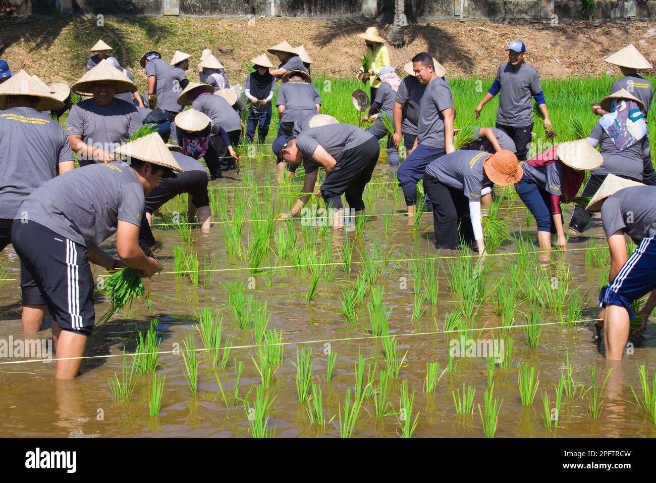 Malaysia, Langkawi, Laman Padi, rice plantation, people planting rice ...