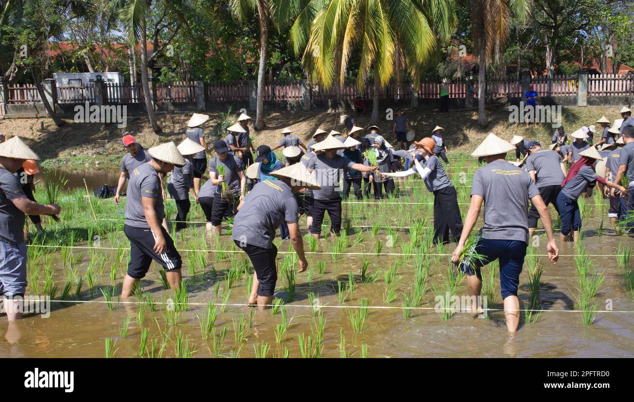 Malaysia, Langkawi, Laman Padi, rice plantation, people planting rice ...