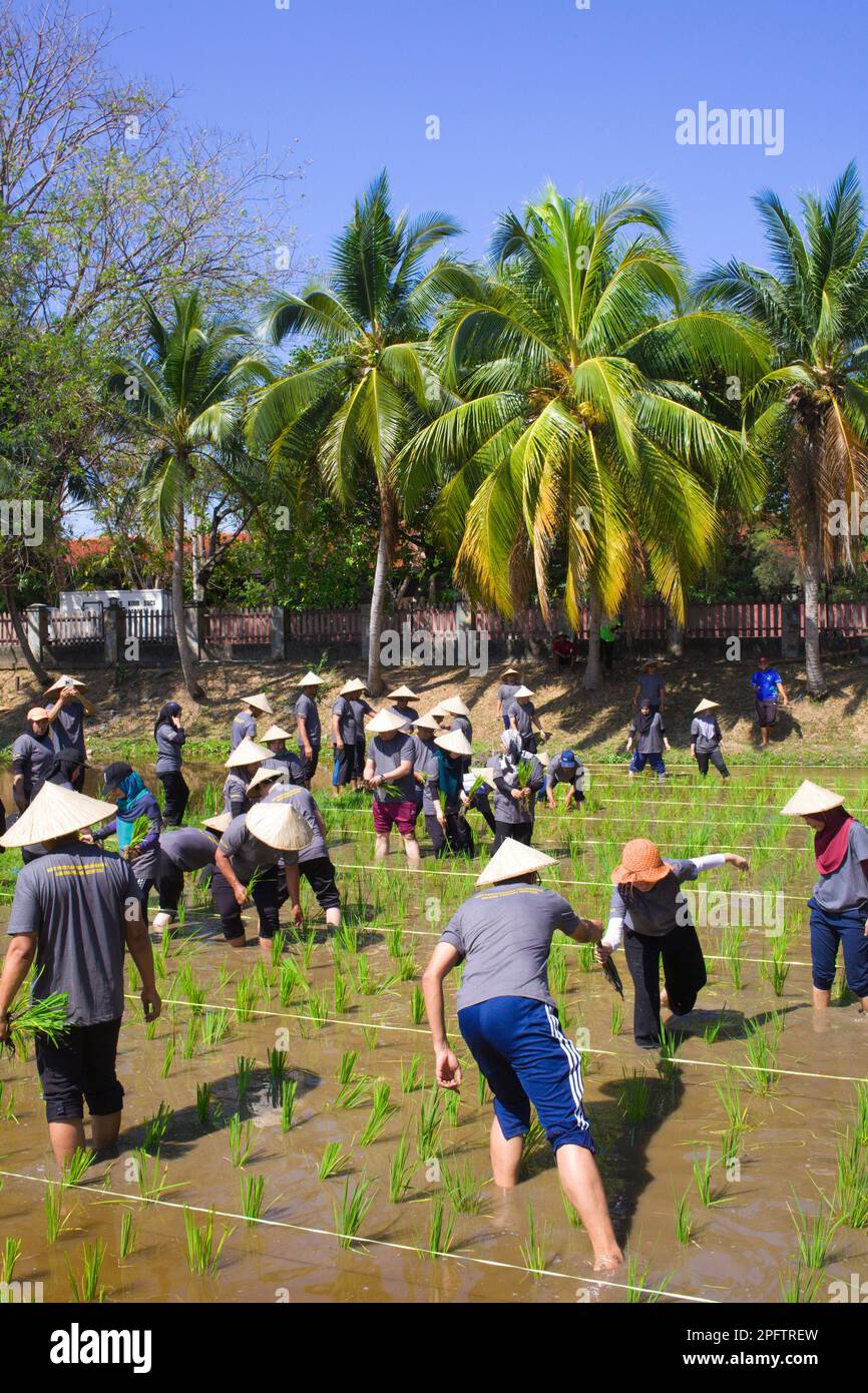Malaysia, Langkawi, Laman Padi, rice plantation, people planting rice ...