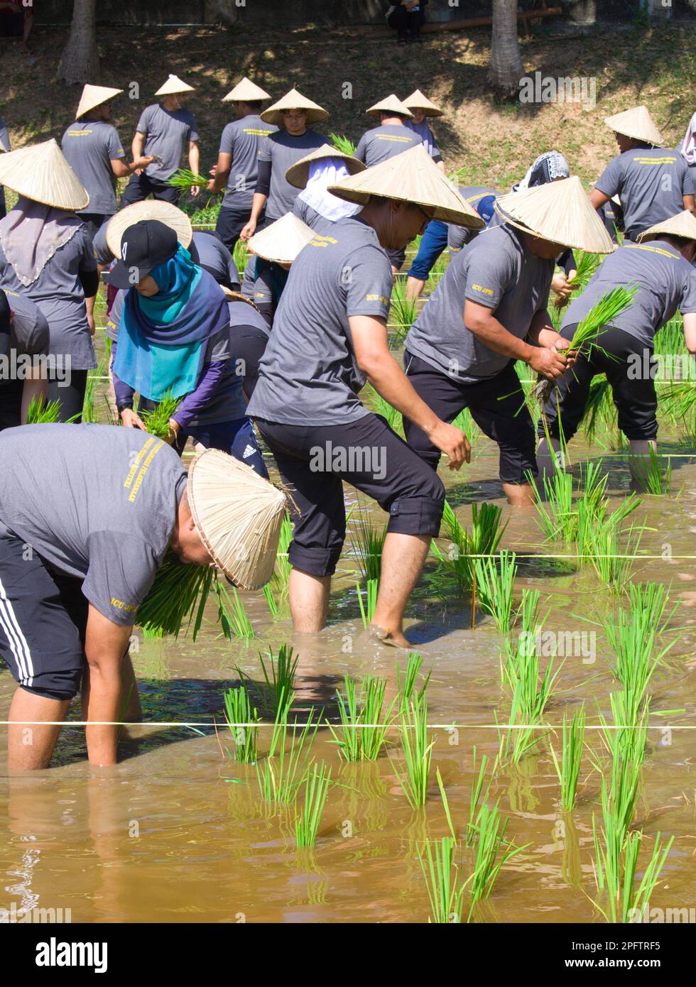 Langkawi laman padi hi-res stock photography and images - Alamy