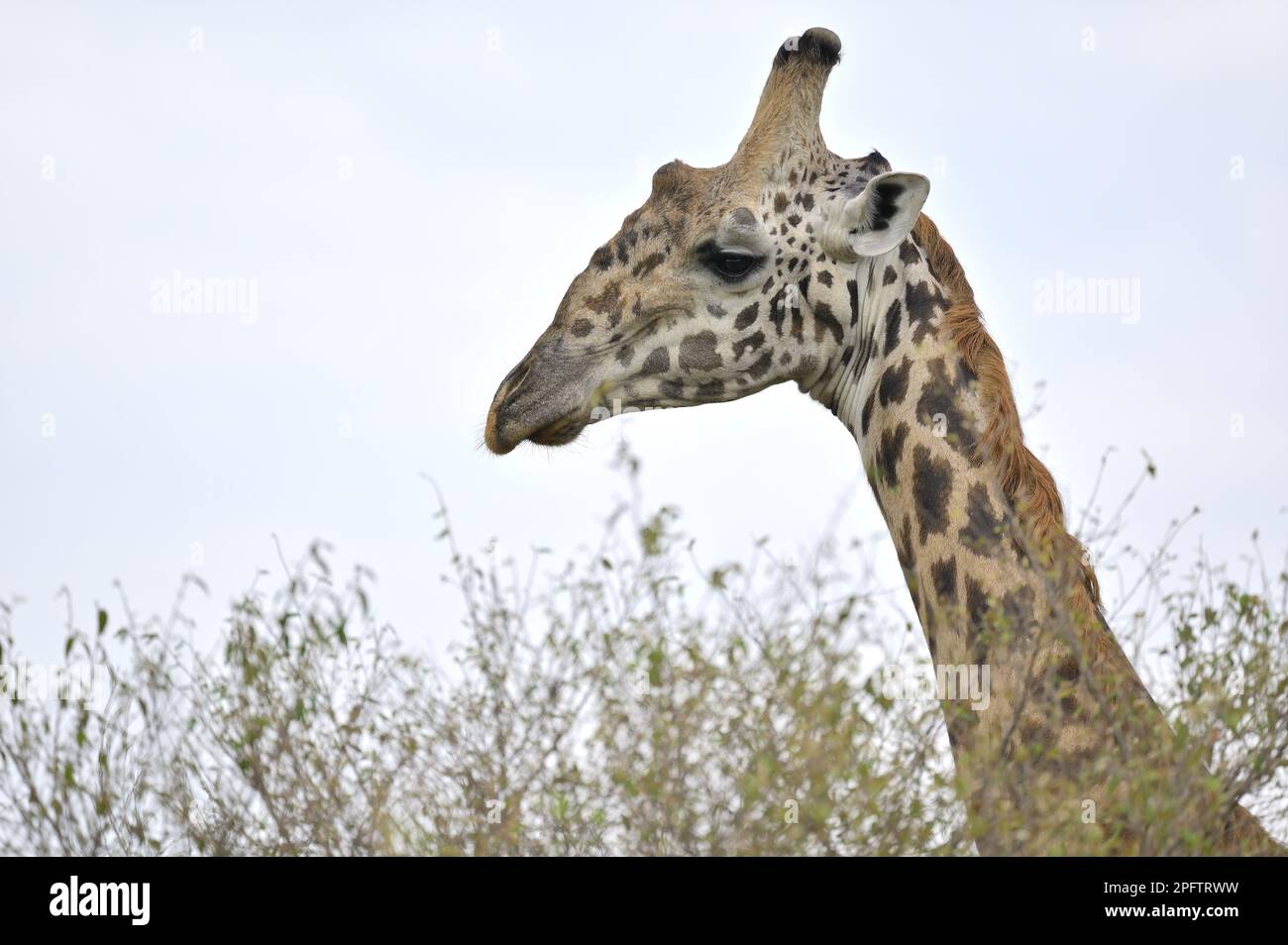 A young giraffe (Giraffa camelopardalis) on a morning stroll in epic ...