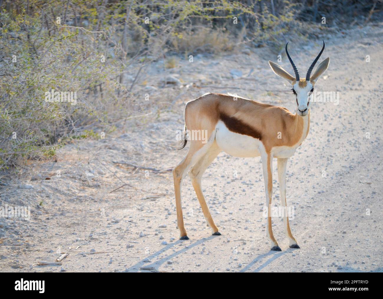 impala on the road Stock Photo - Alamy
