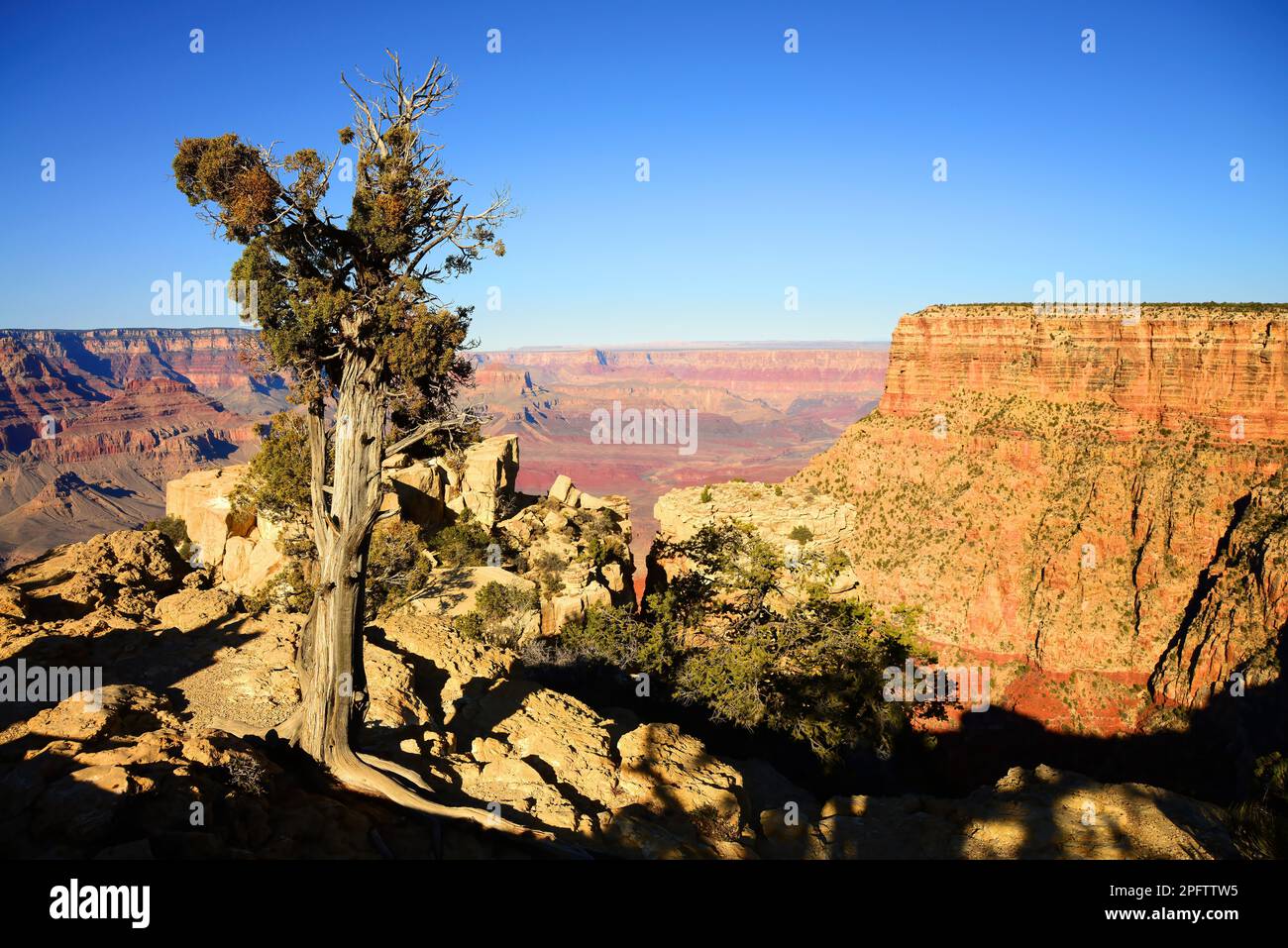 Juniper Tree on Edge of Grand Canyon Arizona late afternoon Stock Photo ...