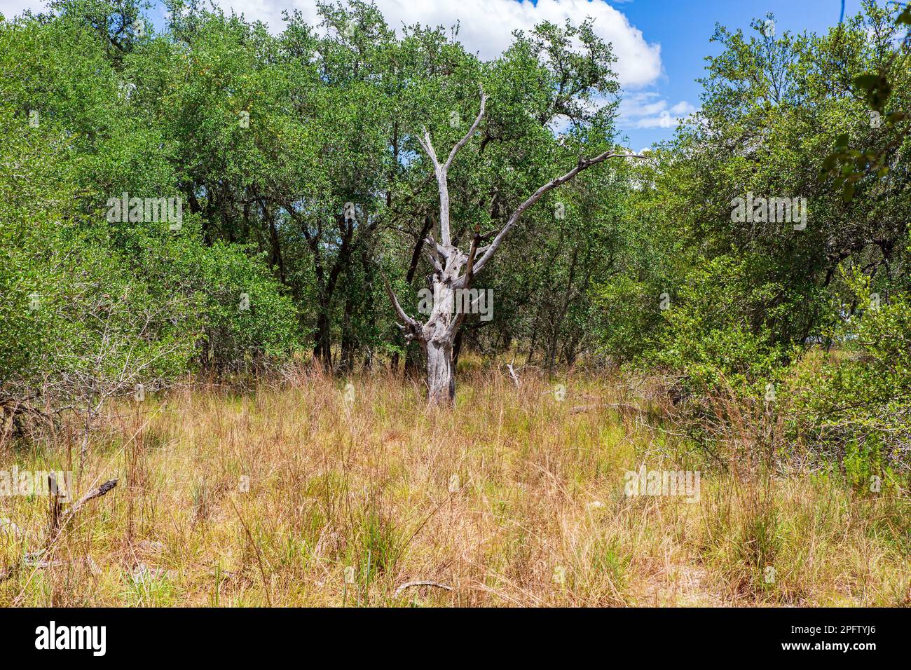 Insects for birds hi-res stock photography and images - Alamy