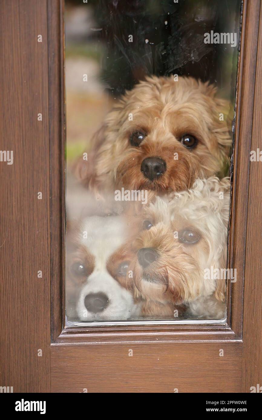 Excited dog at door hi-res stock photography and images - Alamy