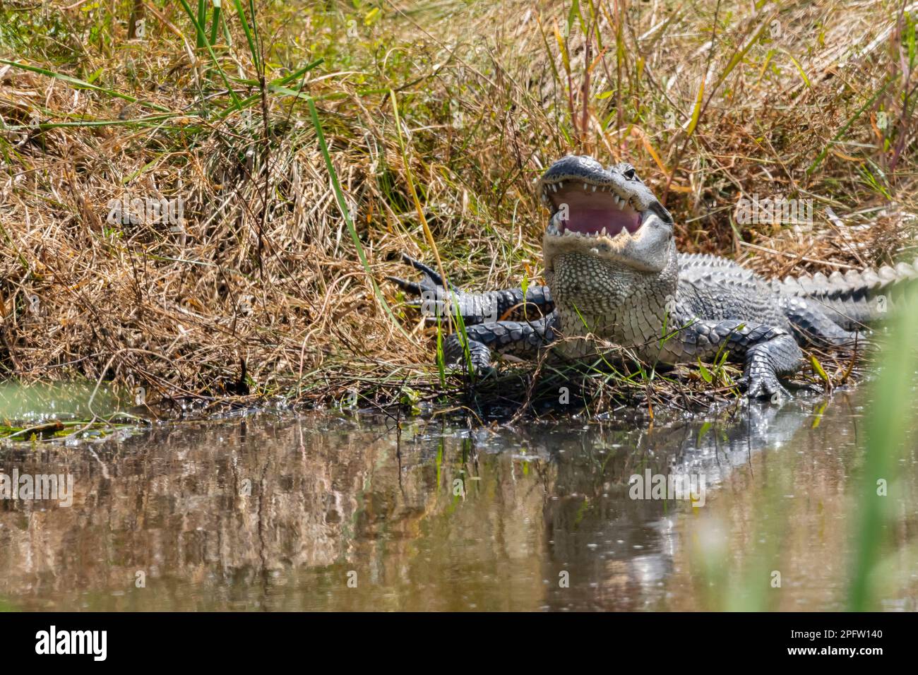 Alligator legs hi-res stock photography and images - Alamy