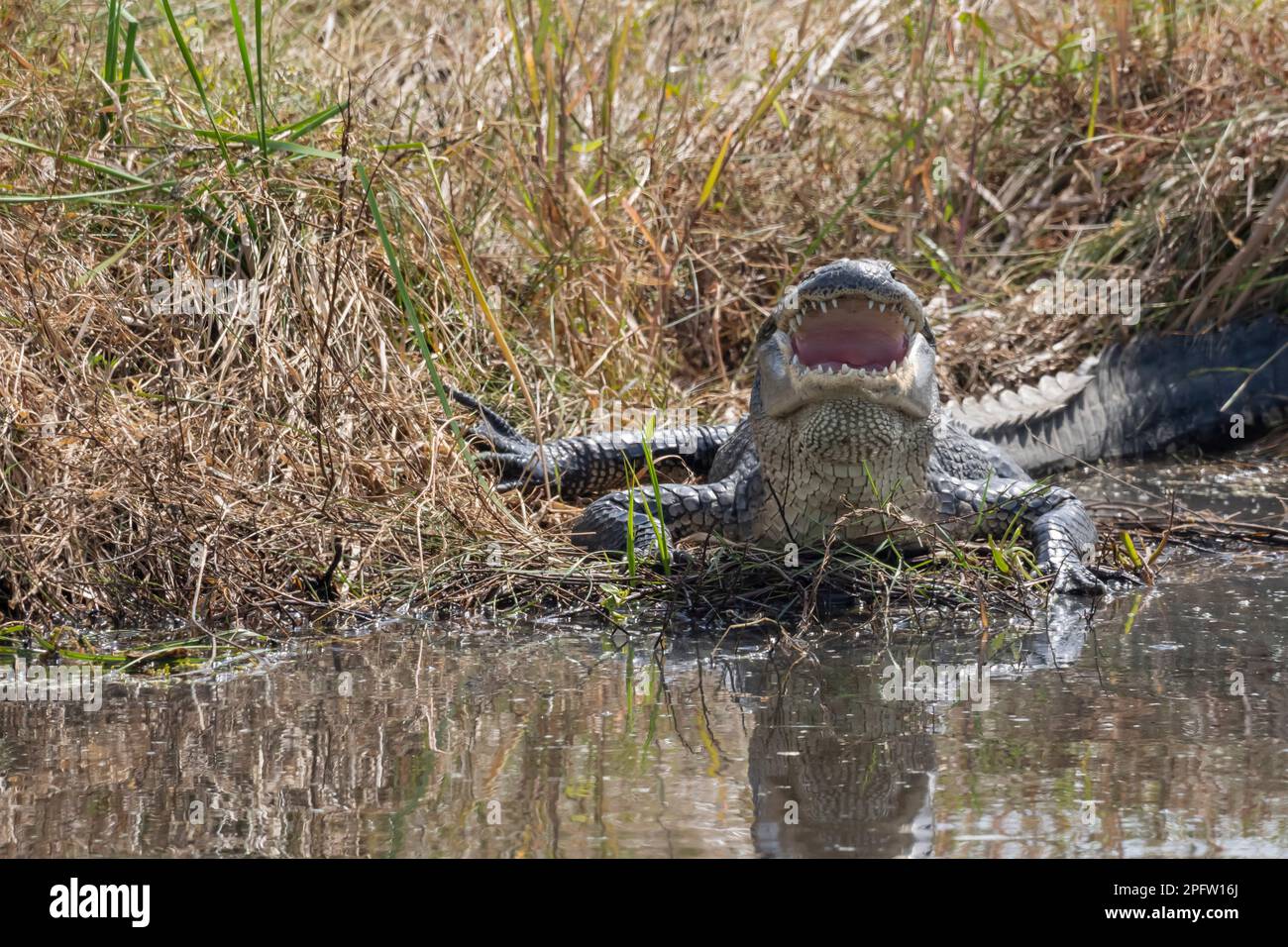 Alligator legs hi-res stock photography and images - Alamy