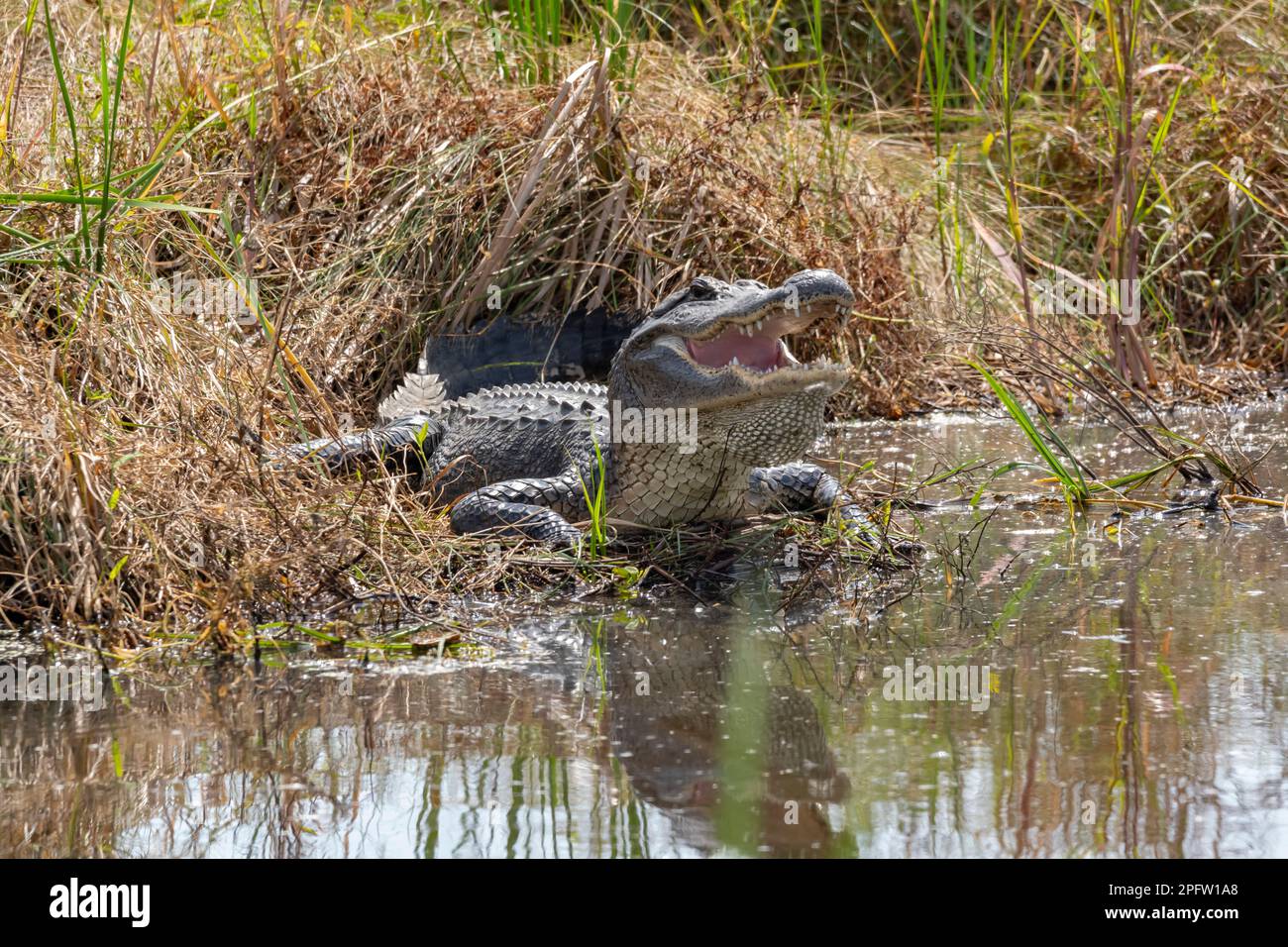 Alligator legs hi-res stock photography and images - Alamy
