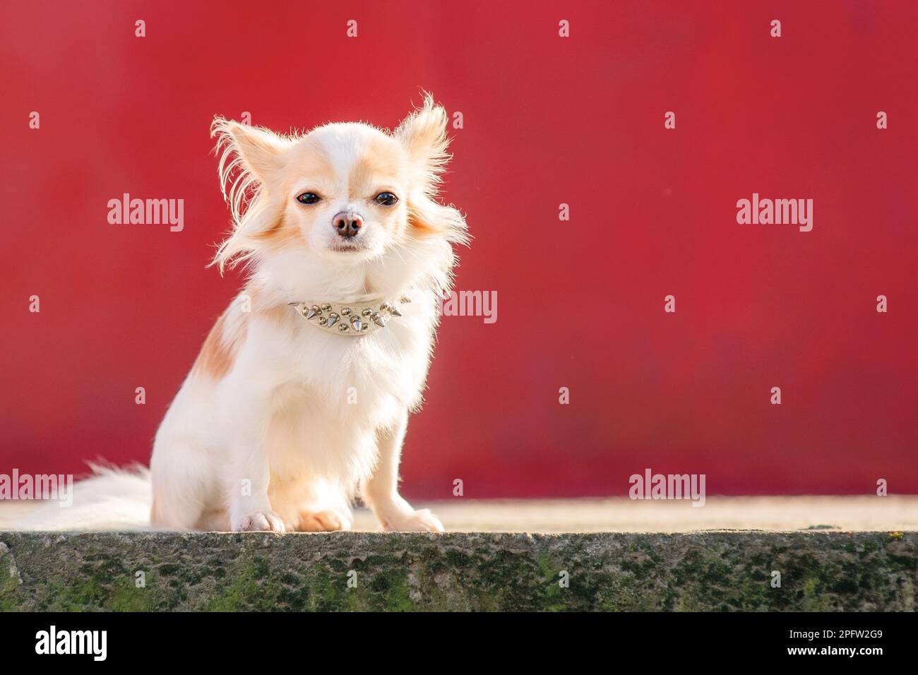 Small breed dog on a red background. The dog of the Chihuahua breed is ...