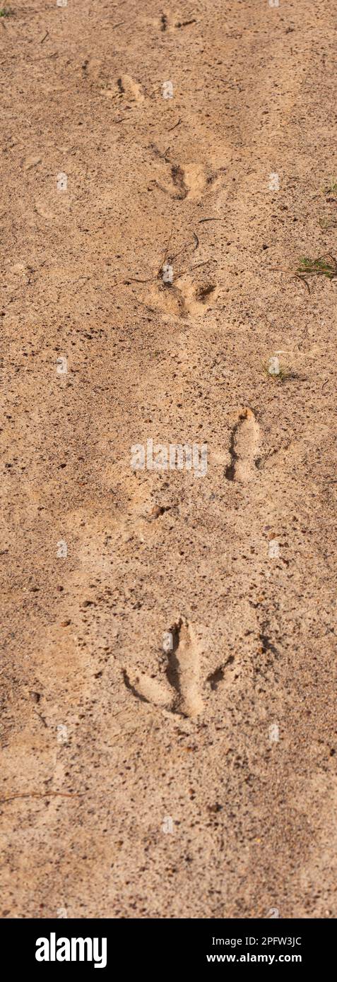 Emu tracks hi-res stock photography and images - Alamy