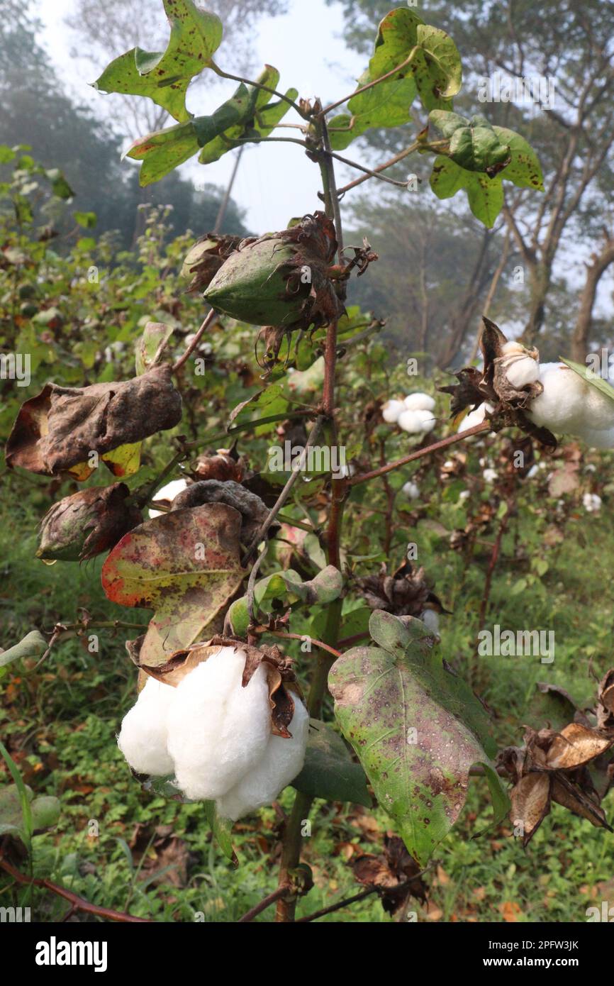 peruvian pima cotton on tree in farm for harvest are cash crops Stock ...