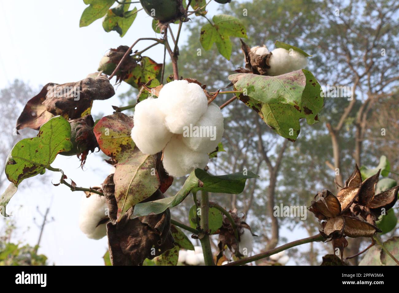 peruvian pima cotton on tree in farm for harvest are cash crops Stock ...