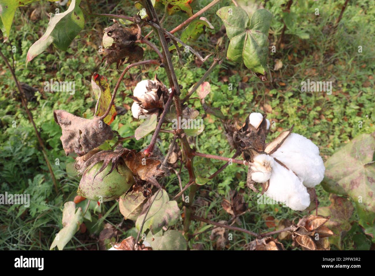 peruvian pima cotton on tree in farm for harvest are cash crops Stock ...