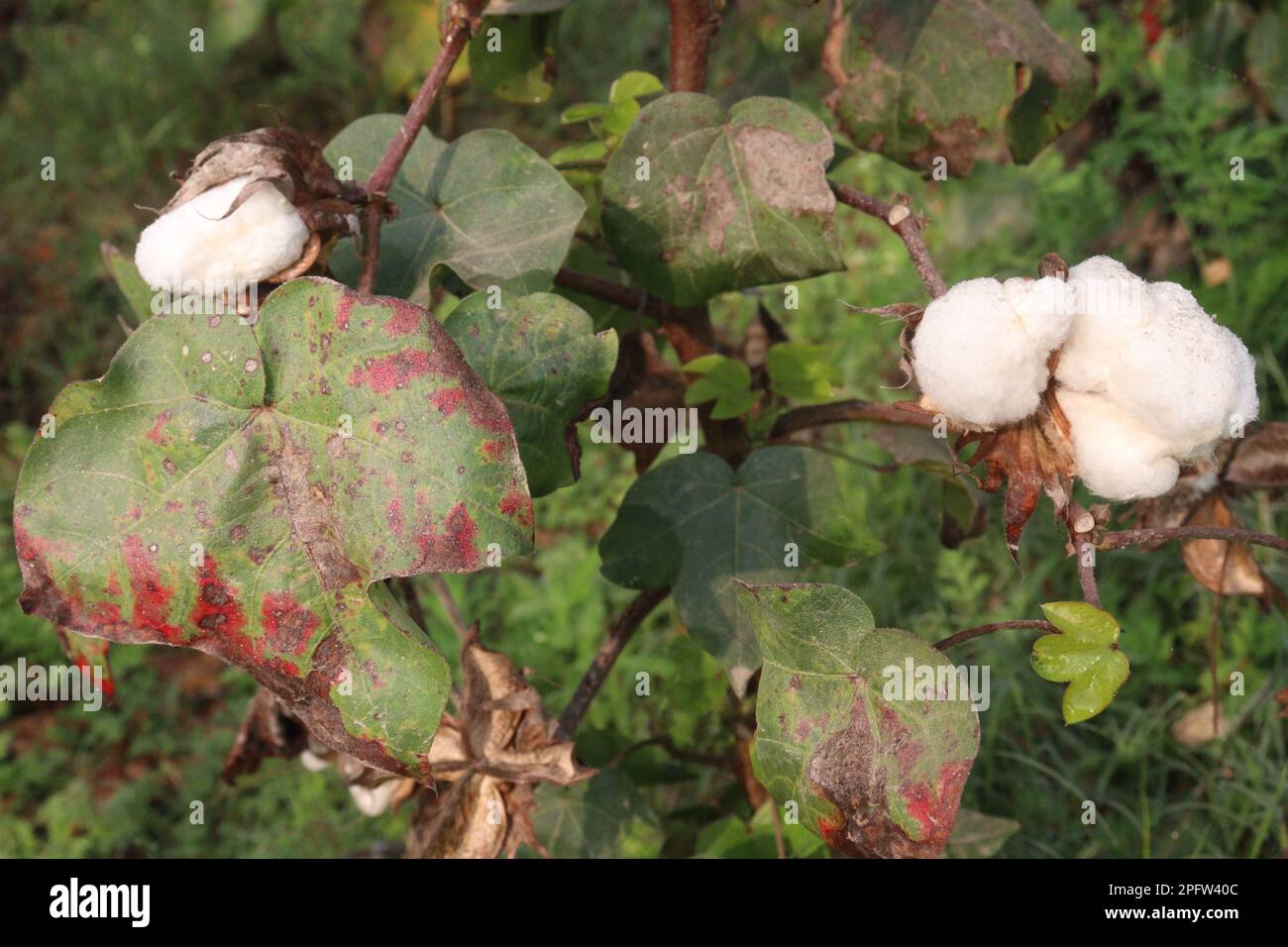 peruvian pima cotton on tree in farm for harvest are cash crops Stock ...