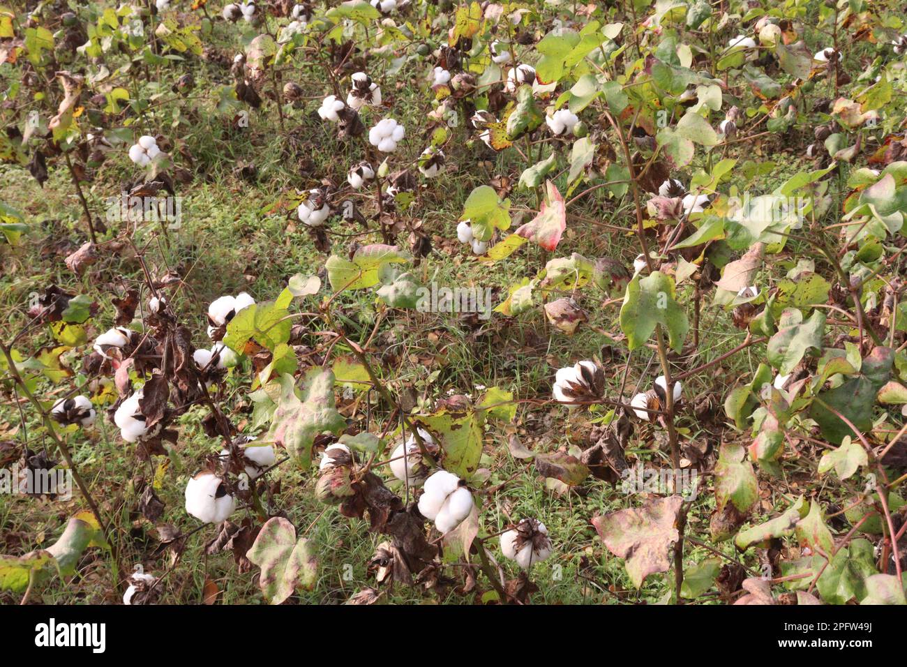 peruvian pima cotton on tree in farm for harvest are cash crops Stock ...