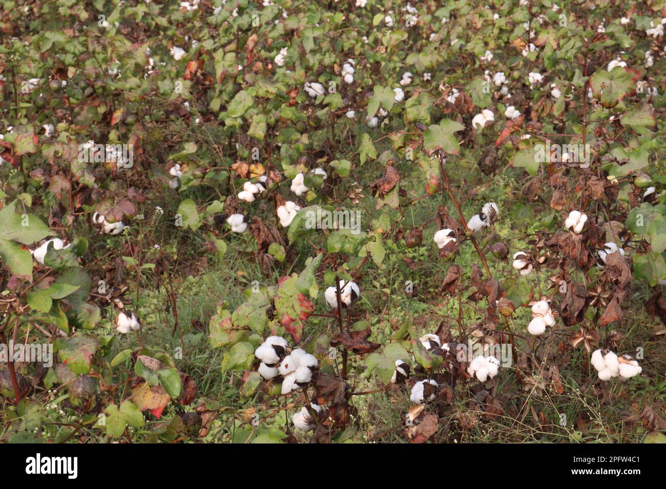 peruvian pima cotton on tree in farm for harvest are cash crops Stock ...