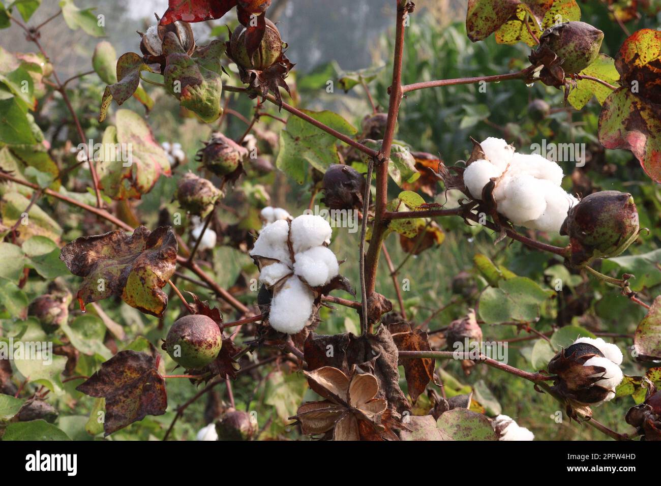 peruvian pima cotton on tree in farm for harvest are cash crops Stock ...