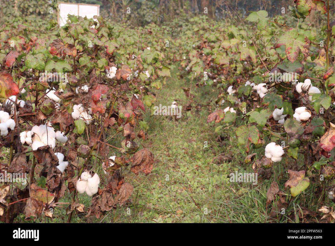 peruvian pima cotton on tree in farm for harvest are cash crops Stock ...