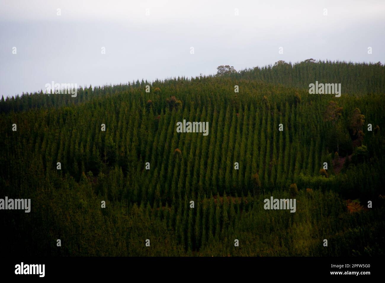 Monterey pine plantation pinus radiata hi-res stock photography and ...