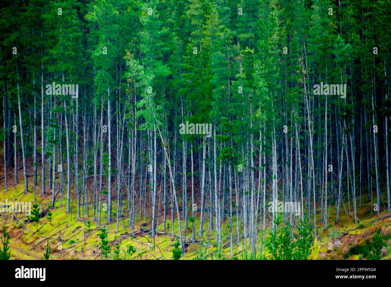 Radiata Pine Plantation - South Australia Stock Photo - Alamy