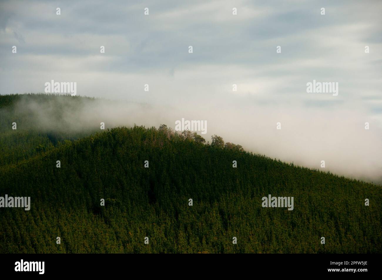 Radiata pine pinus radiata hi-res stock photography and images - Alamy