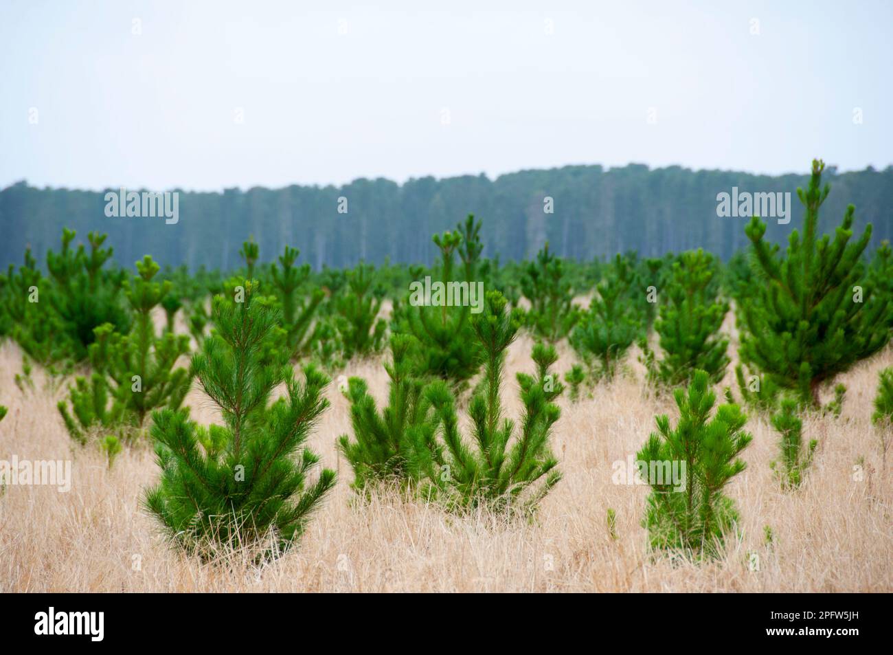 Pine plantation hi-res stock photography and images - Alamy