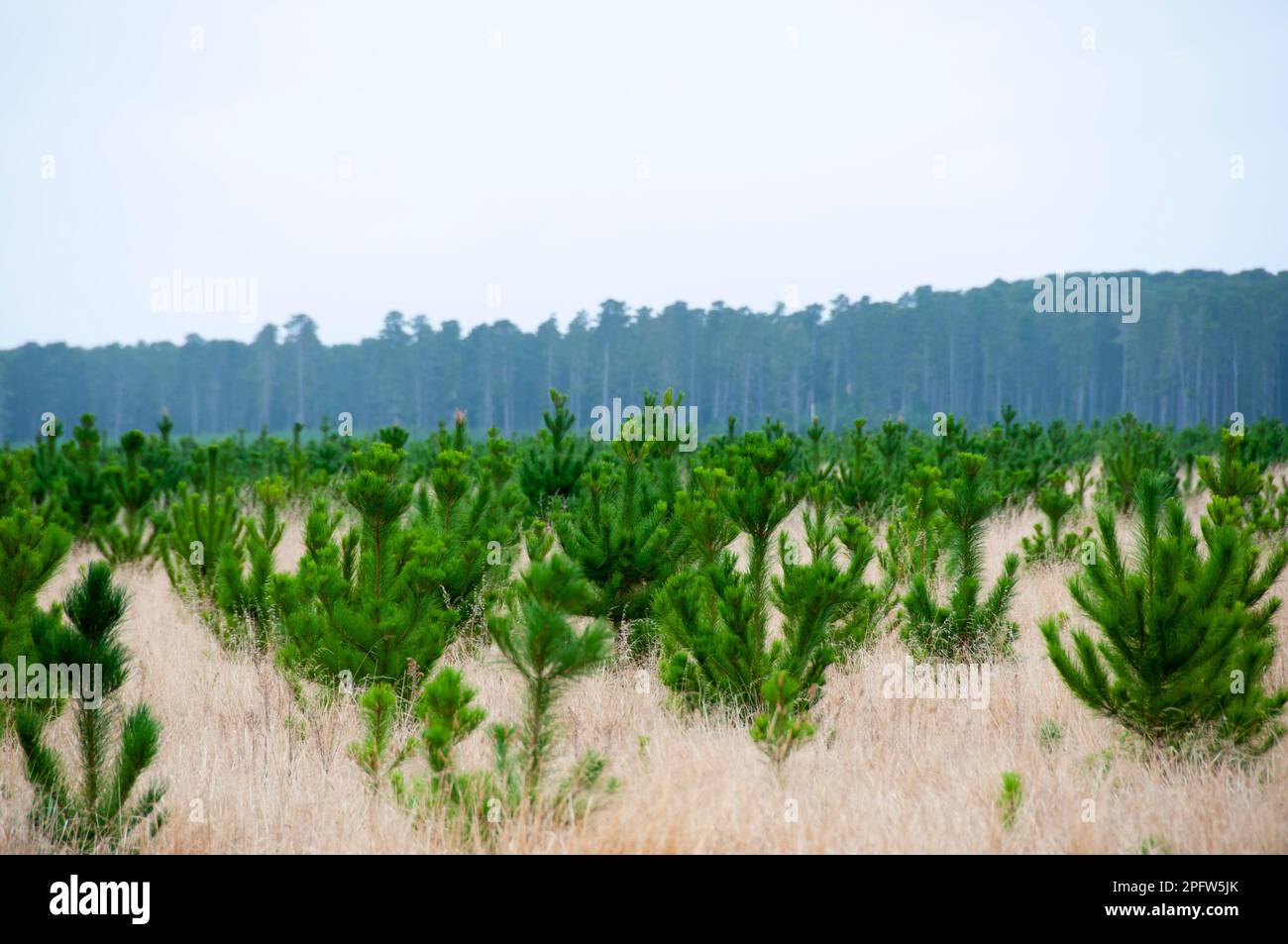 Pine plantation hi-res stock photography and images - Alamy