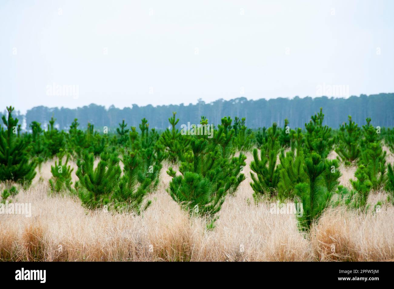 Pine plantation hi-res stock photography and images - Alamy