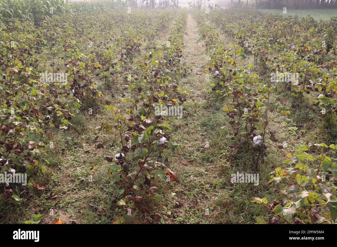 peruvian pima cotton on tree in farm for harvest are cash crops Stock ...