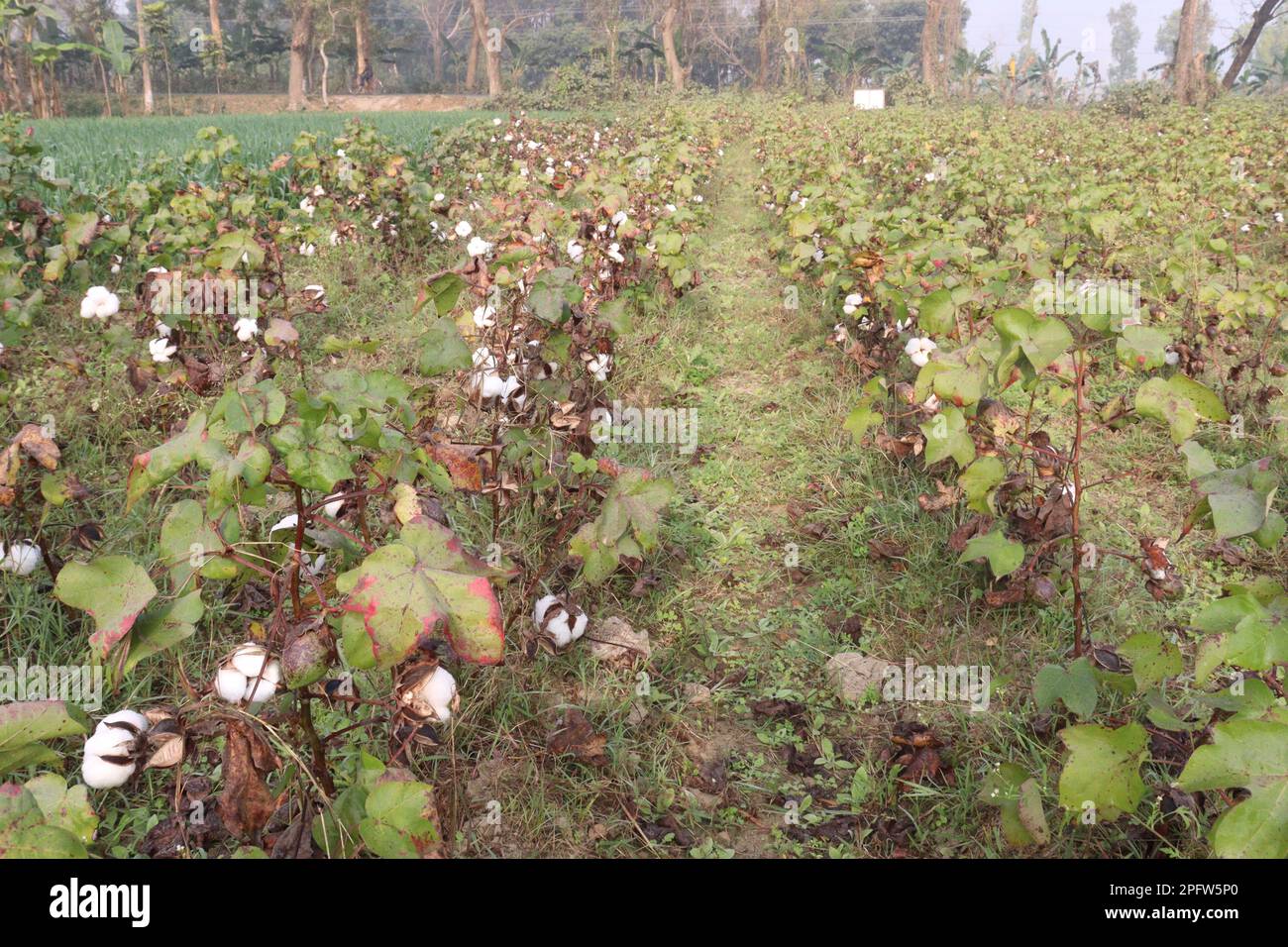 peruvian pima cotton on tree in farm for harvest are cash crops Stock ...