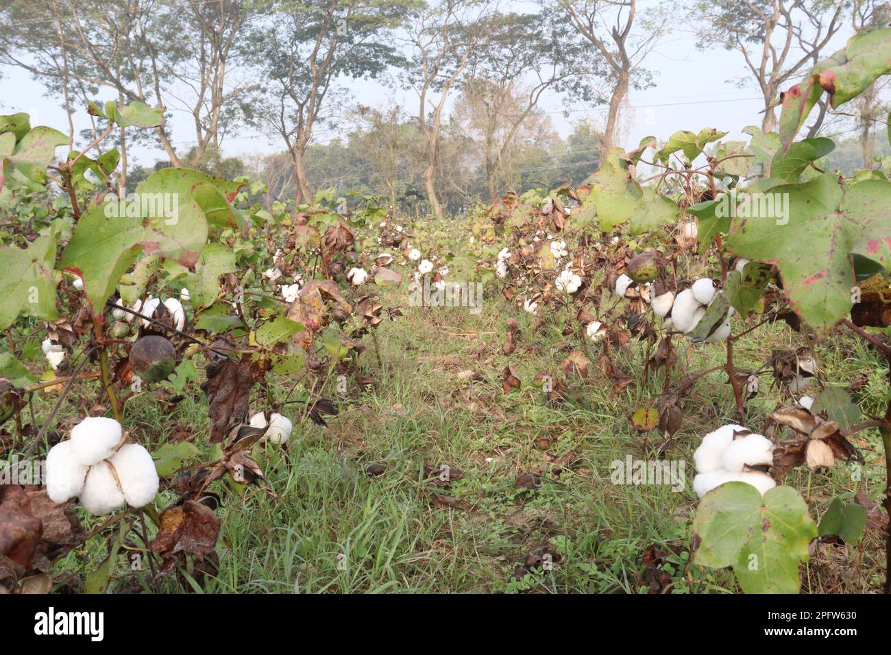 peruvian pima cotton on tree in farm for harvest are cash crops Stock ...