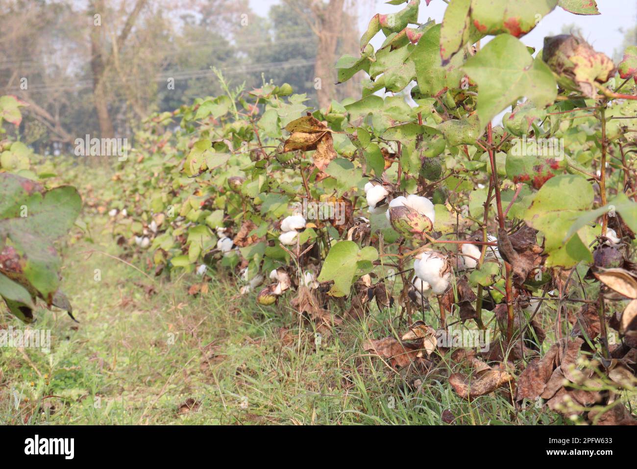peruvian pima cotton on tree in farm for harvest are cash crops Stock ...