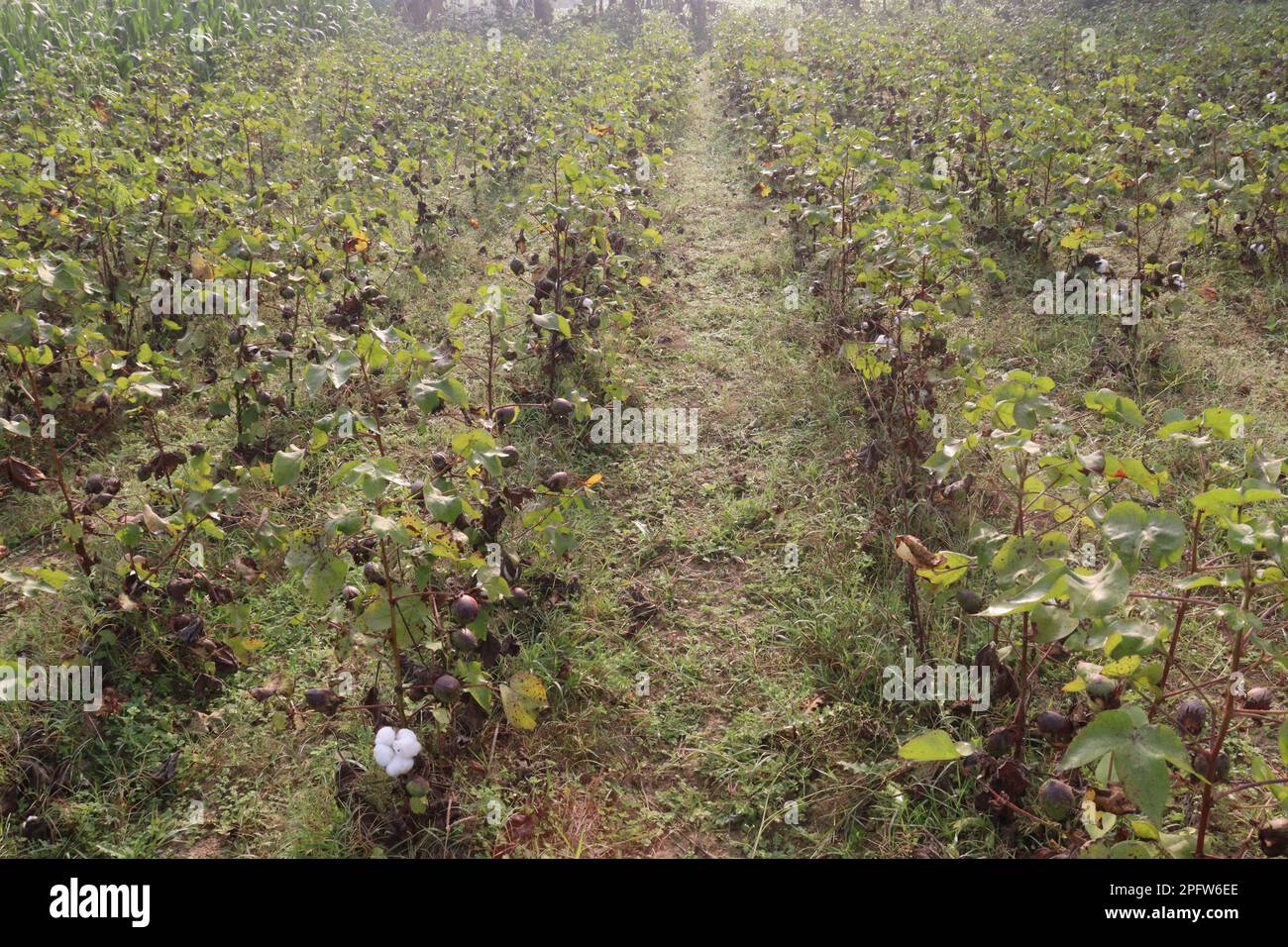 peruvian pima cotton on tree in farm for harvest are cash crops Stock ...