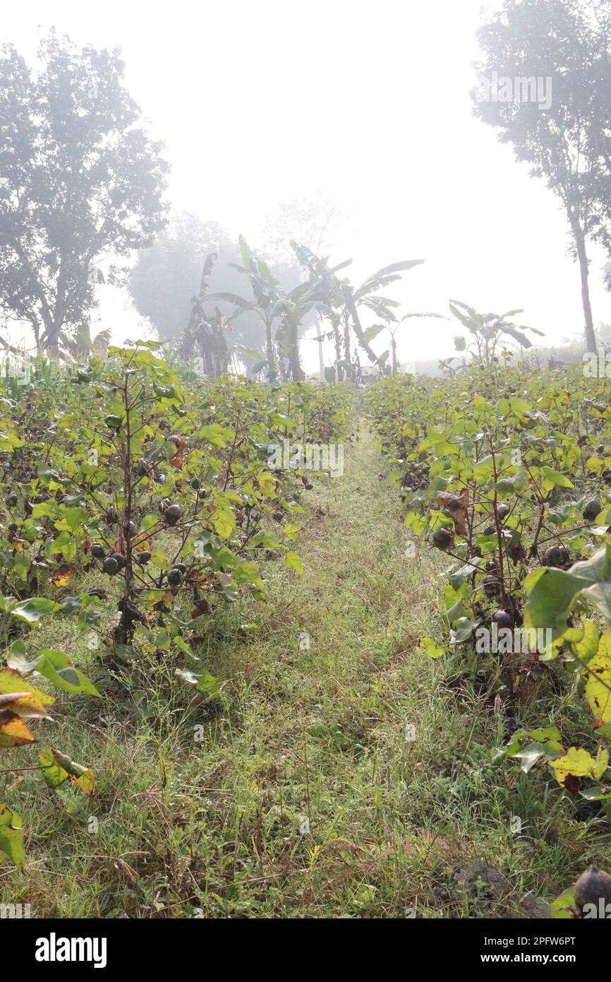 peruvian pima cotton on tree in farm for harvest are cash crops Stock ...