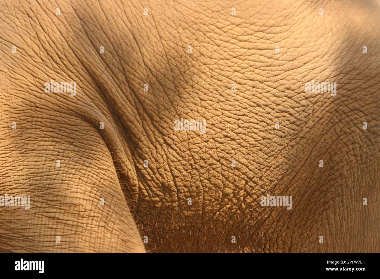 Closeup elephant skin texture hi-res stock photography and images - Alamy