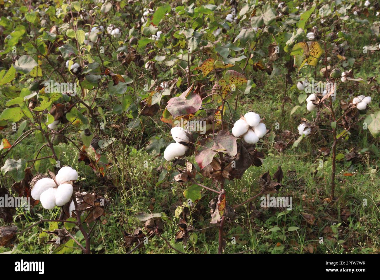 peruvian pima cotton on tree in farm for harvest are cash crops Stock ...