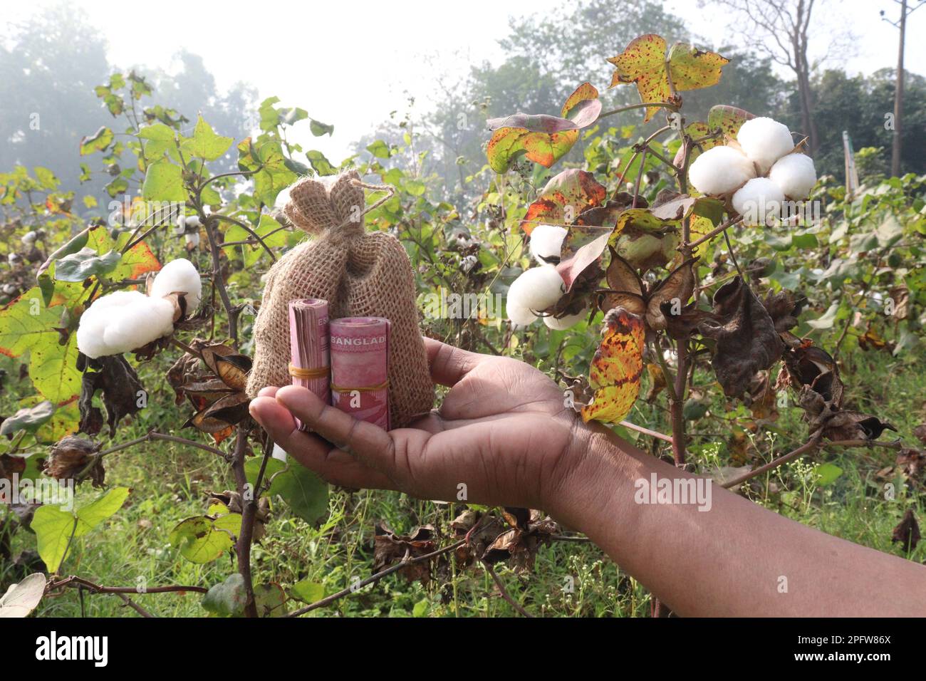 peruvian pima cotton farm with money bag for harvest are cash crops ...