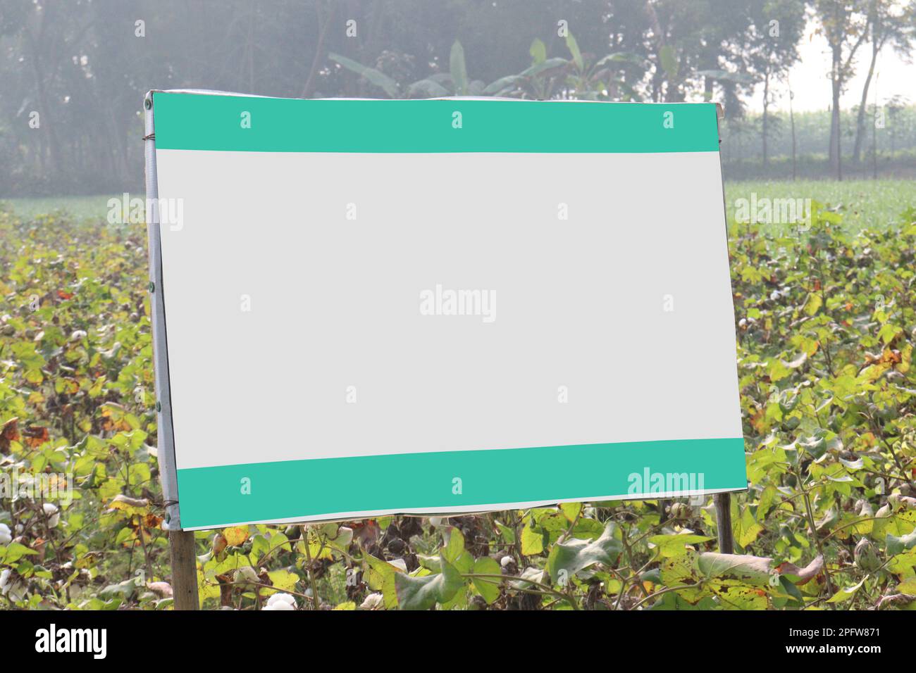 peruvian pima cotton farm with sign board on hand for harvest are cash ...