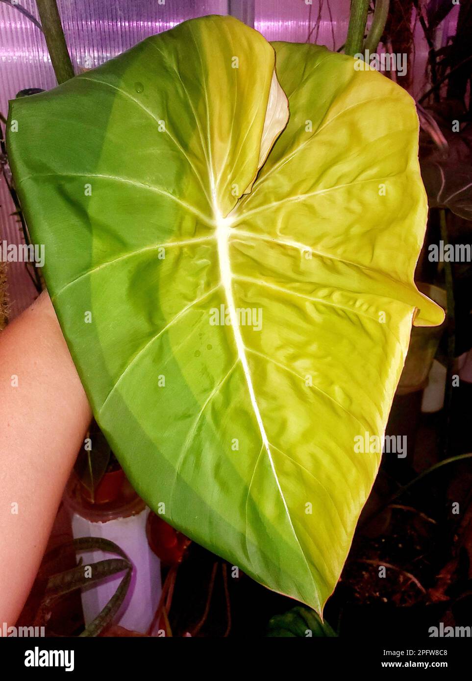A unique pattern on the new unfurling leaf of Philodendron Pastazanum ...