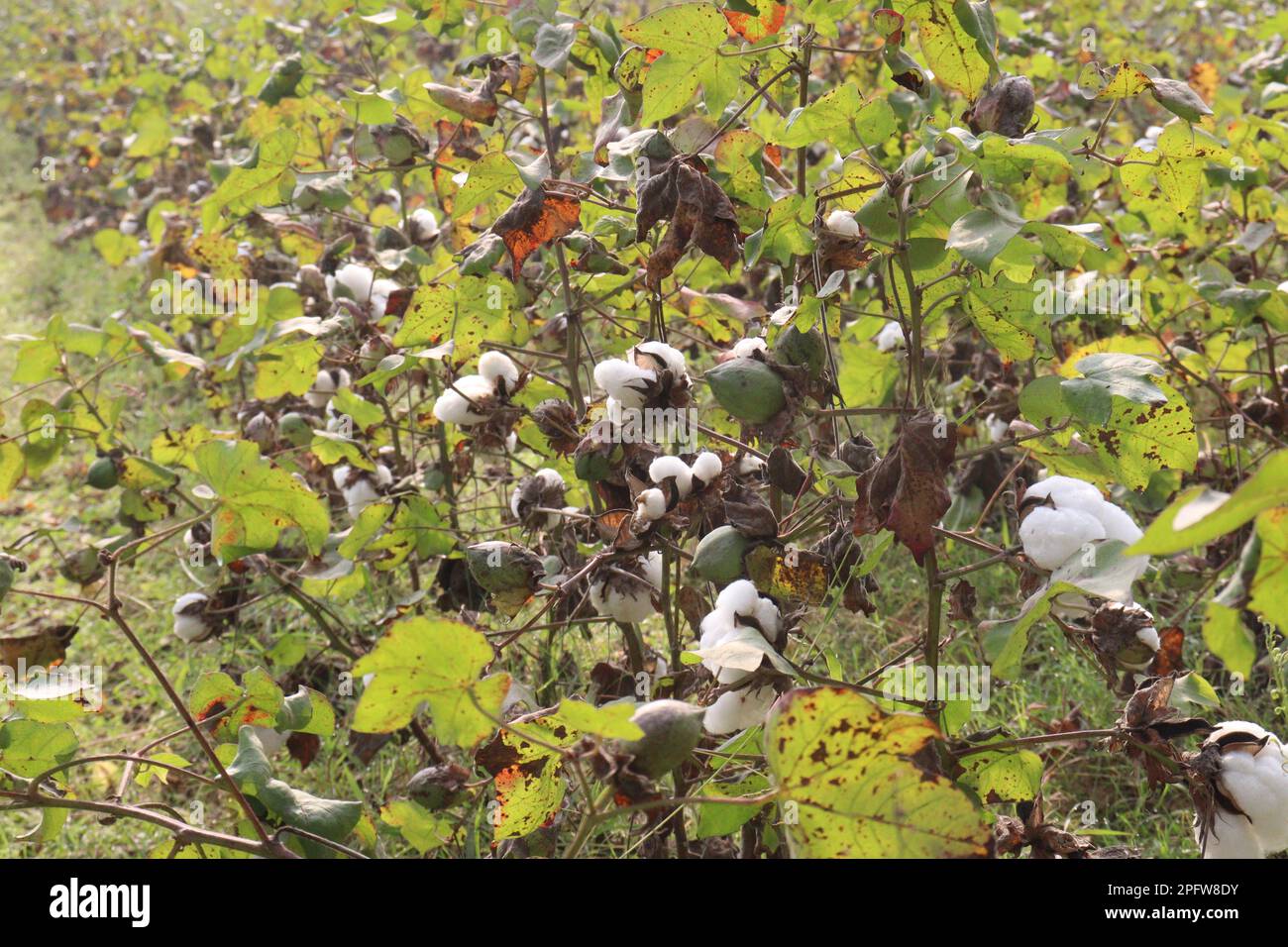 peruvian pima cotton on tree in farm for harvest are cash crops Stock ...