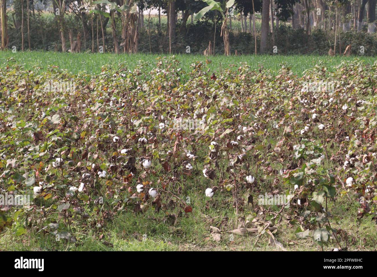peruvian pima cotton on tree in farm for harvest are cash crops Stock ...