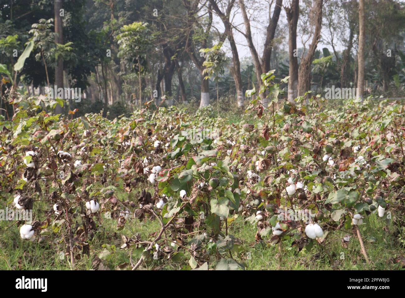 peruvian pima cotton on tree in farm for harvest are cash crops Stock ...