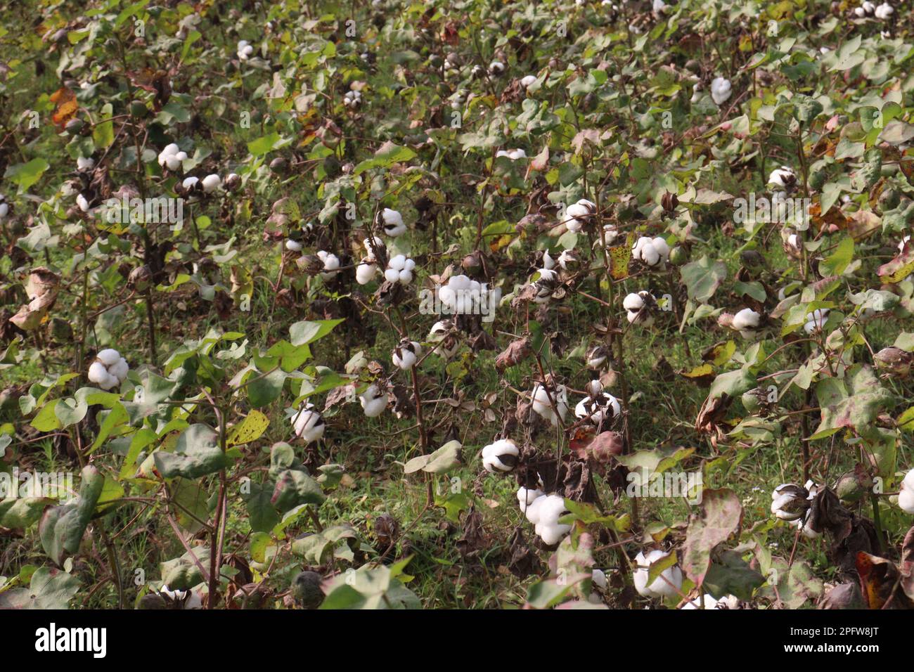 peruvian pima cotton on tree in farm for harvest are cash crops Stock ...